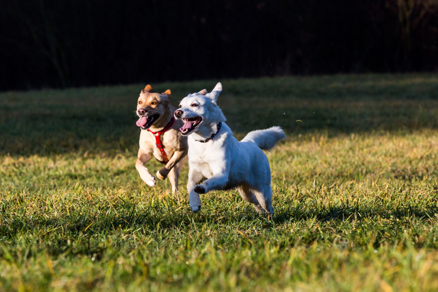 You can help Tipmont mitigate incidents with reactive dogs - Tipmont